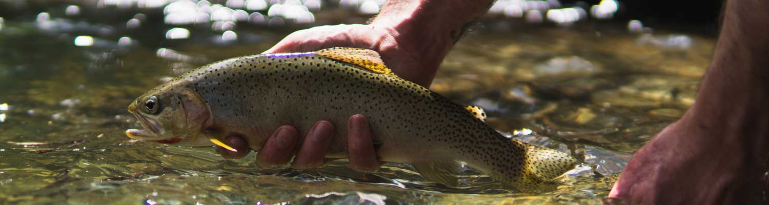 Explore some of the most common used nymphs and what they represent